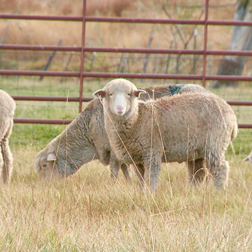 Morgan Valley Lamb | Taste Utah