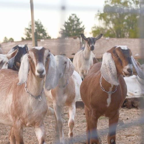 Drake Family Farms | Taste Utah