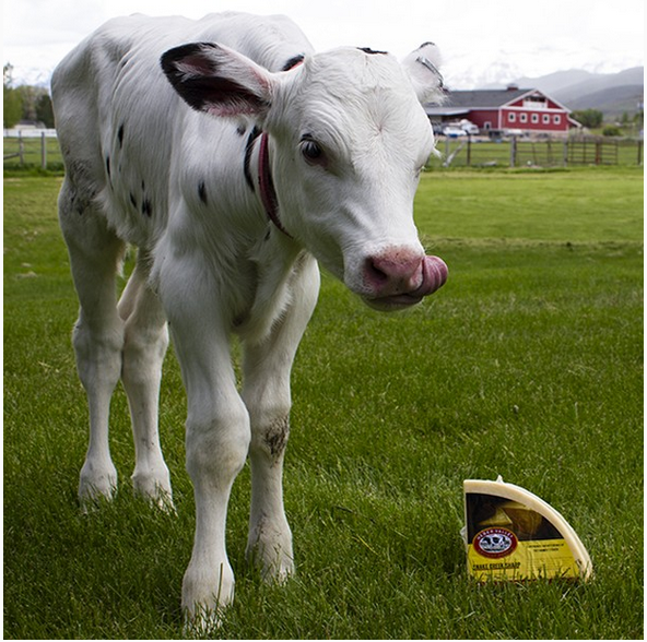 Heber Valley Artisan Cheese | Taste Utah