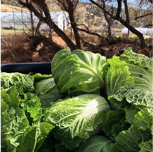 Ranui Gardens | Taste Utah